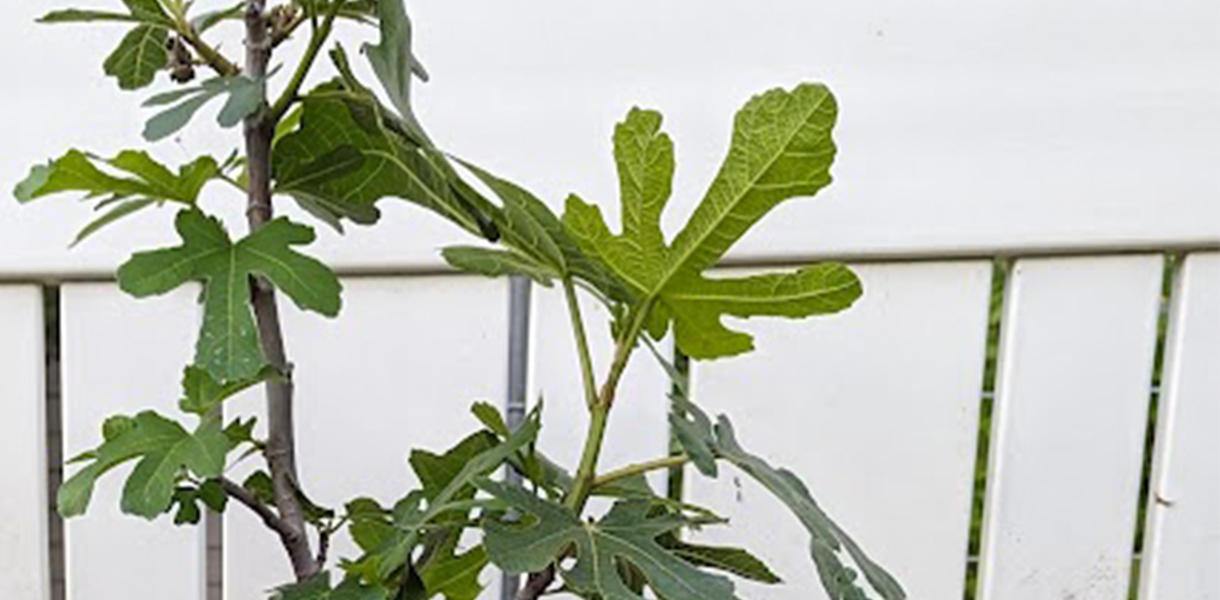 Can you Grow a Fig Tree in your Yard in Vancouver, Washington ...